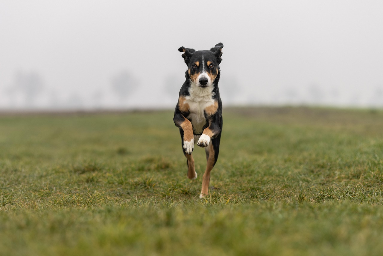 Perro Canino Campo - Foto gratis en Pixabay