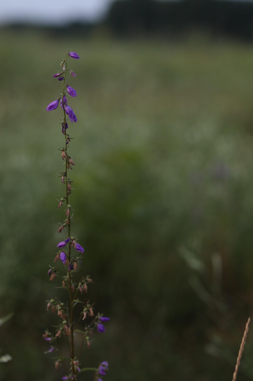 Bunga Lonceng Padang Rumput - Foto gratis di Pixabay - Pixabay
