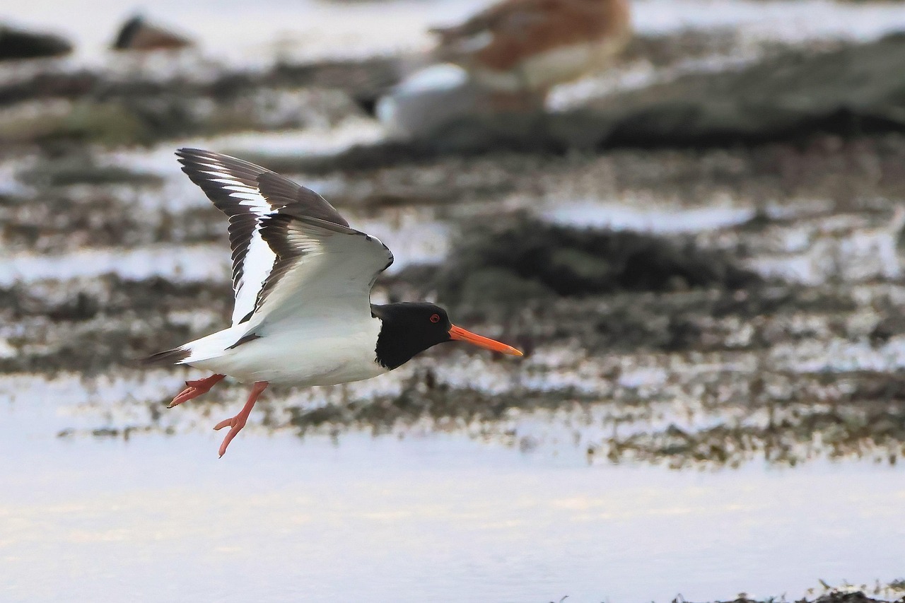 Bird Oystercatcher Ornithology - Free photo on Pixabay - Pixabay