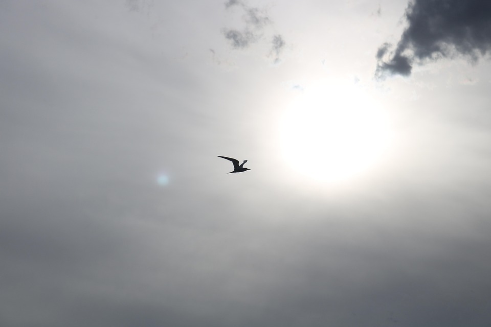 Ave Vuelo Sol - Foto gratis en Pixabay - Pixabay
