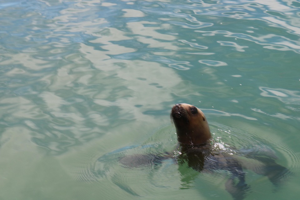 Sea Wolf Nature - Free photo on Pixabay - Pixabay