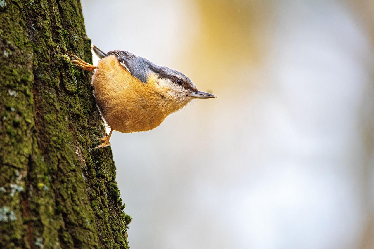 Nuthatch Silhouette