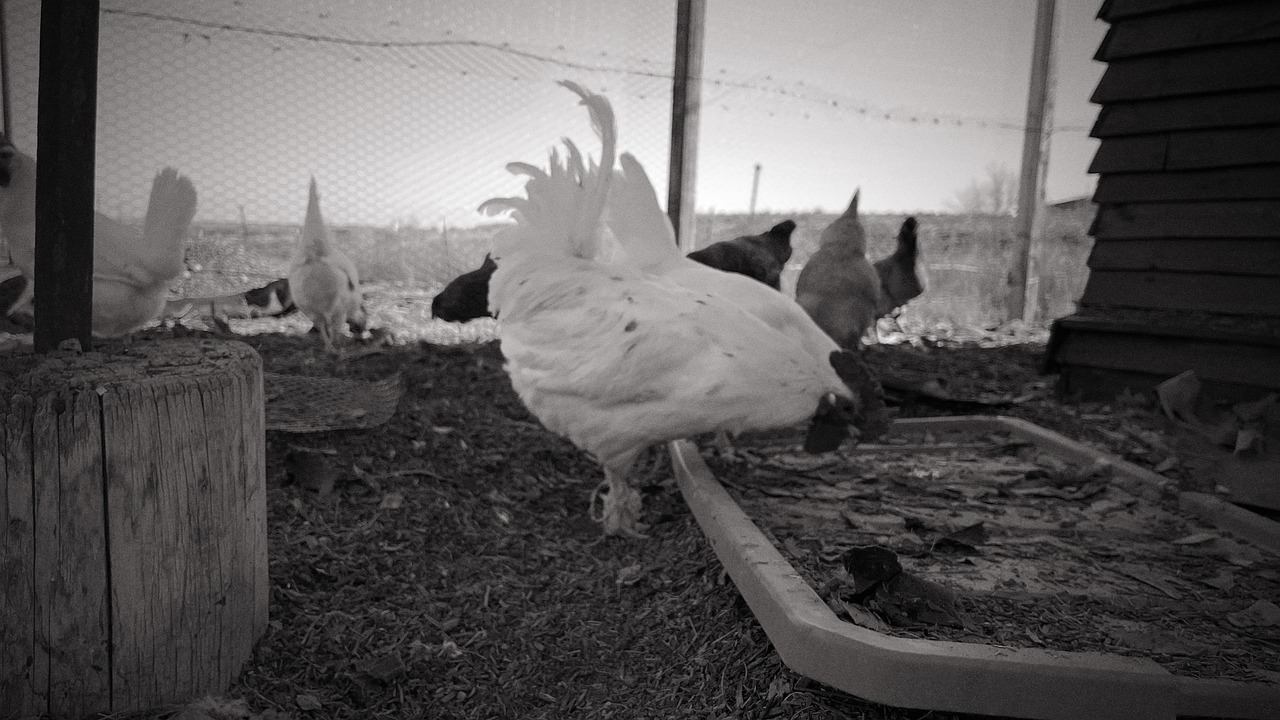 Chicken Nature Relaxing - Free photo on Pixabay - Pixabay