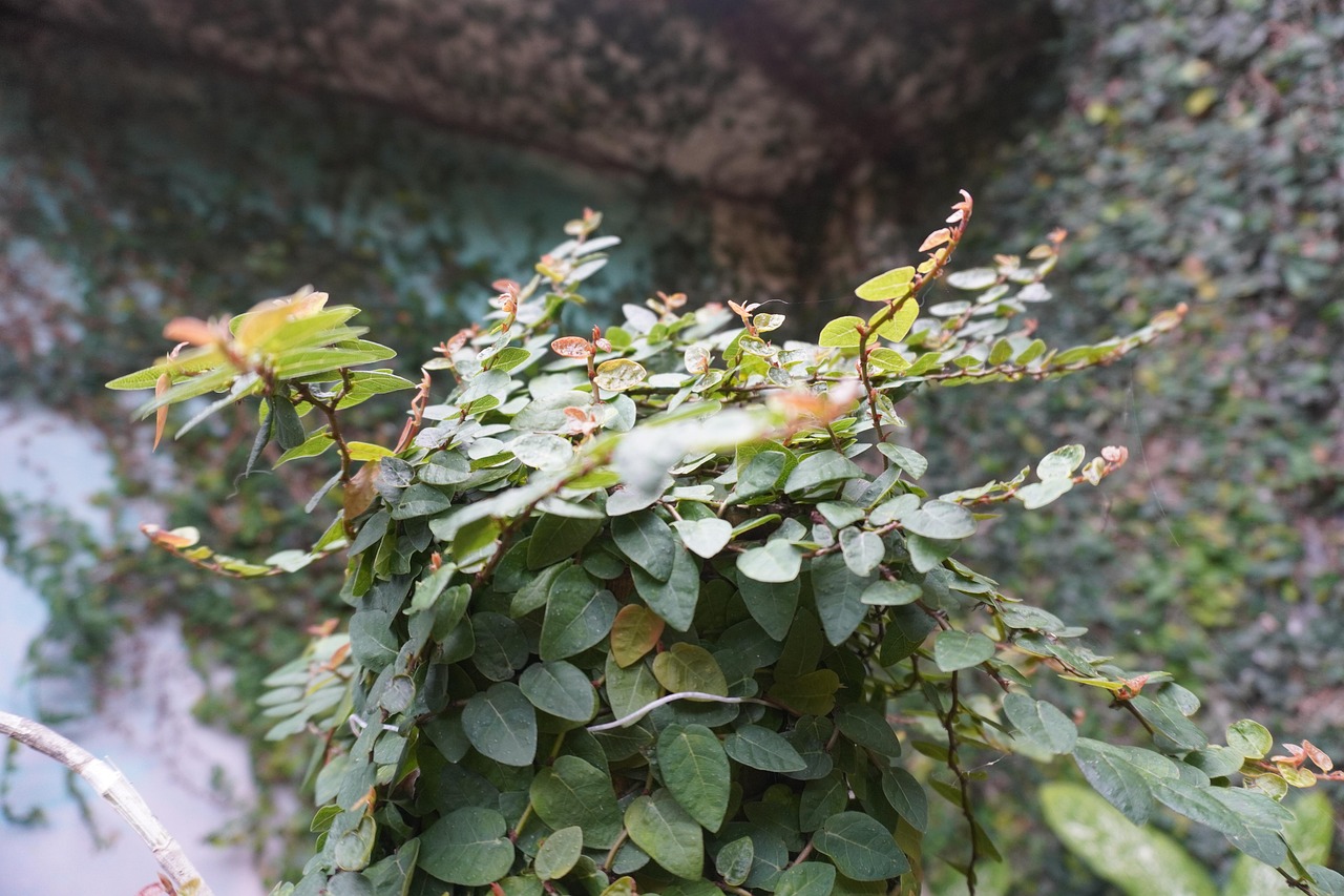 The Lizard Creeper Green Trees - Free photo on Pixabay - Pixabay