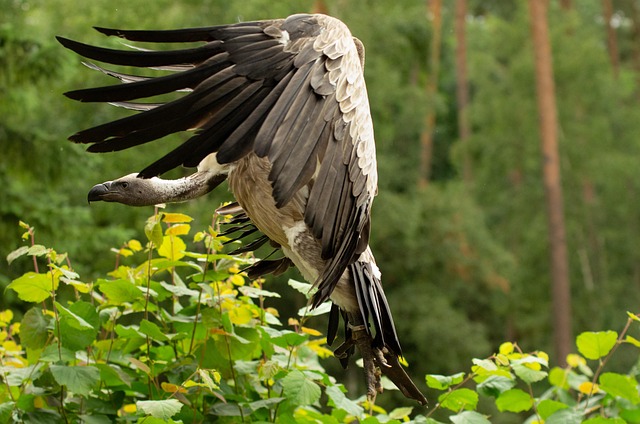 Bird Raptor Vulture - Free photo on Pixabay - Pixabay