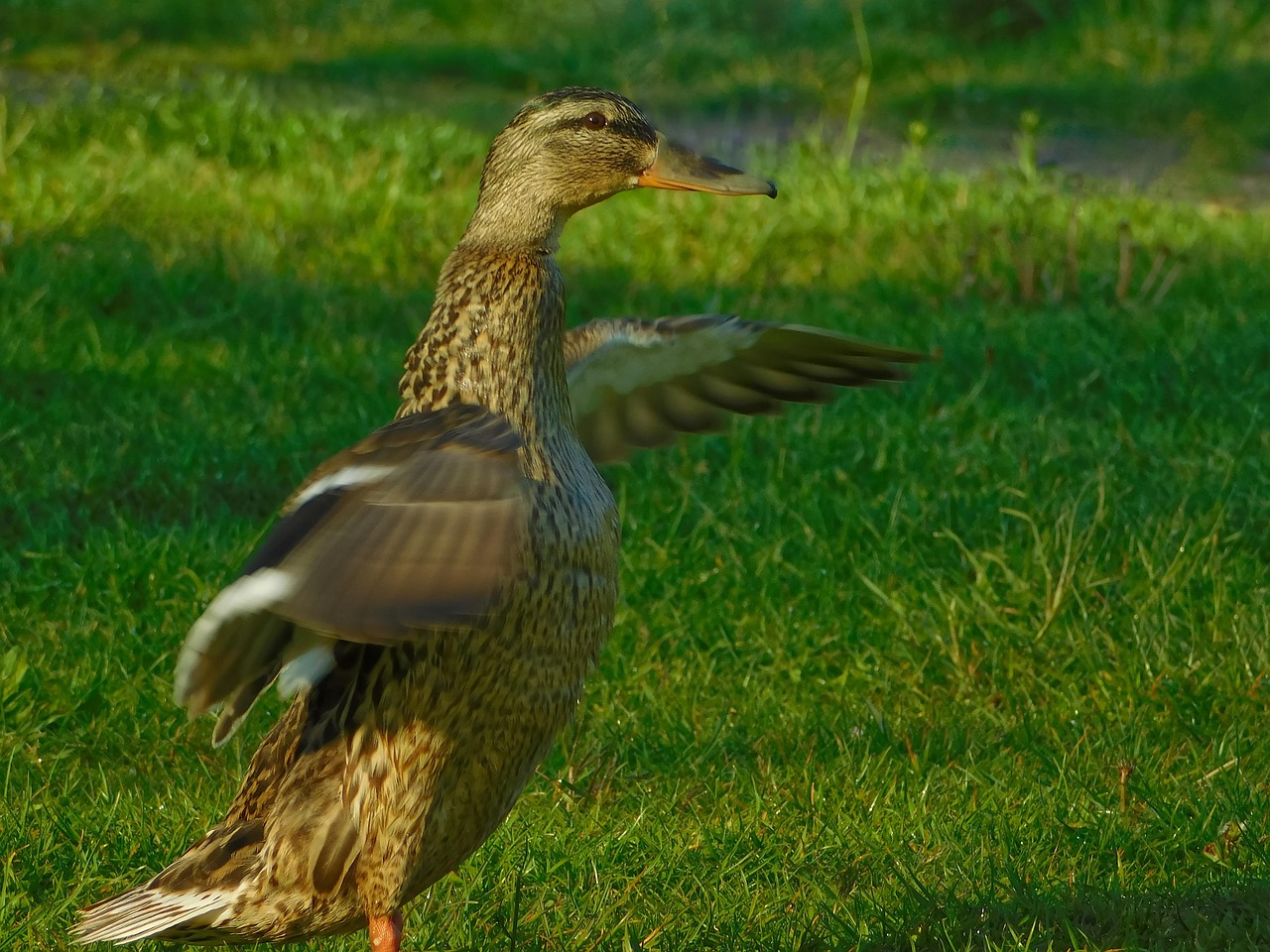 Pato Pássaro Natureza - Foto gratuita no Pixabay - Pixabay