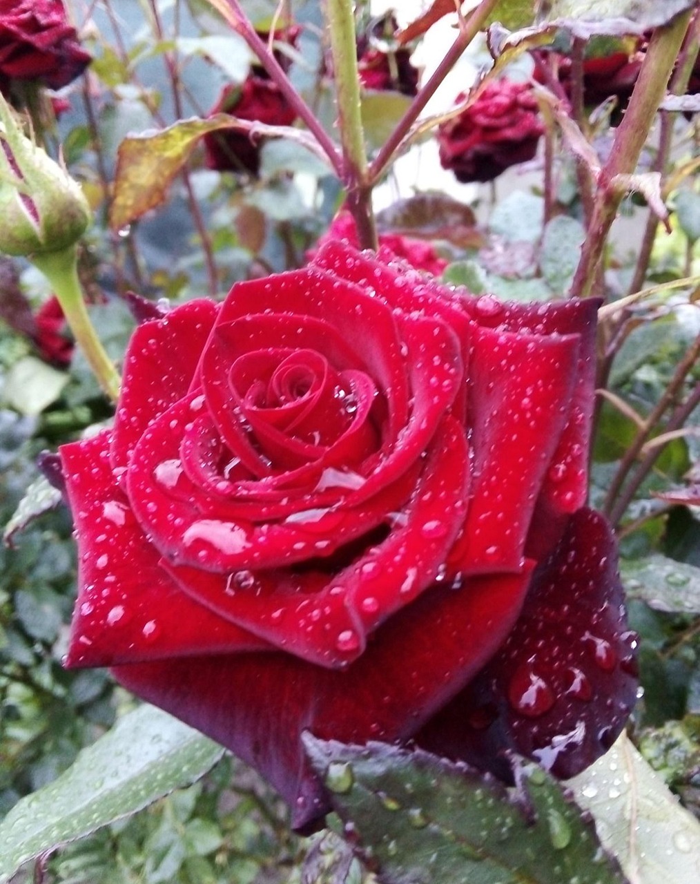 Hermosa Rosa Roja Con Gotas - Foto gratis en Pixabay - Pixabay