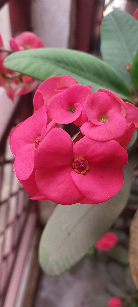 Kelopak Bunga Jem Alam Merah - Foto gratis di Pixabay - Pixabay