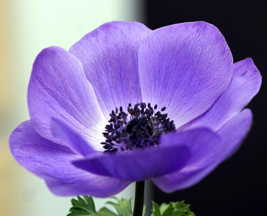 Flower Anemone Blossom - Free photo on Pixabay