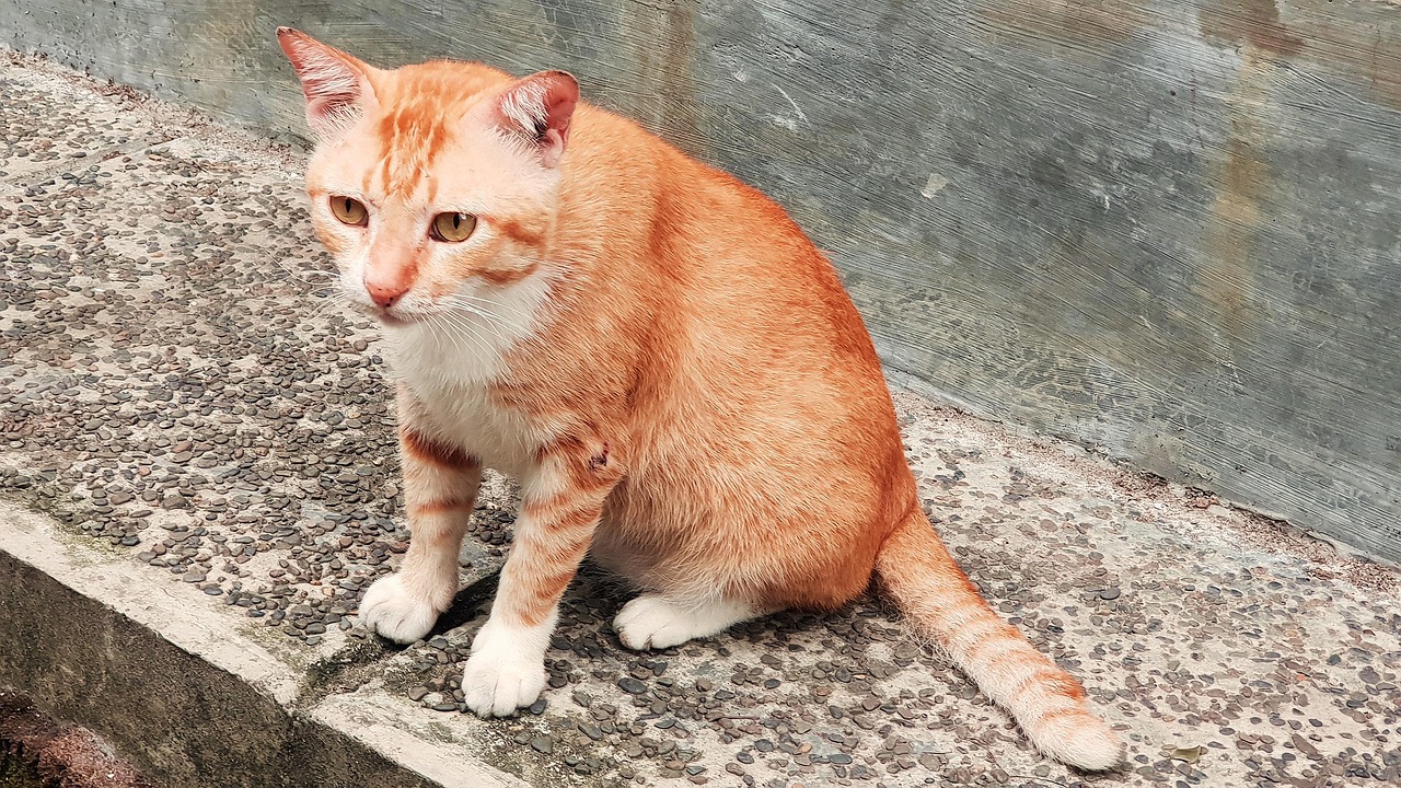 Peinture Orange Chat Roux Du - Photo gratuite sur Pixabay - Pixabay