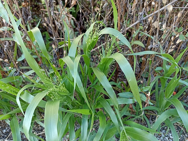Hairy Proso Millet Panicle Grass - Free photo on Pixabay - Pixabay