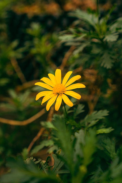 Beautiful Blossom Color - Free photo on Pixabay - Pixabay