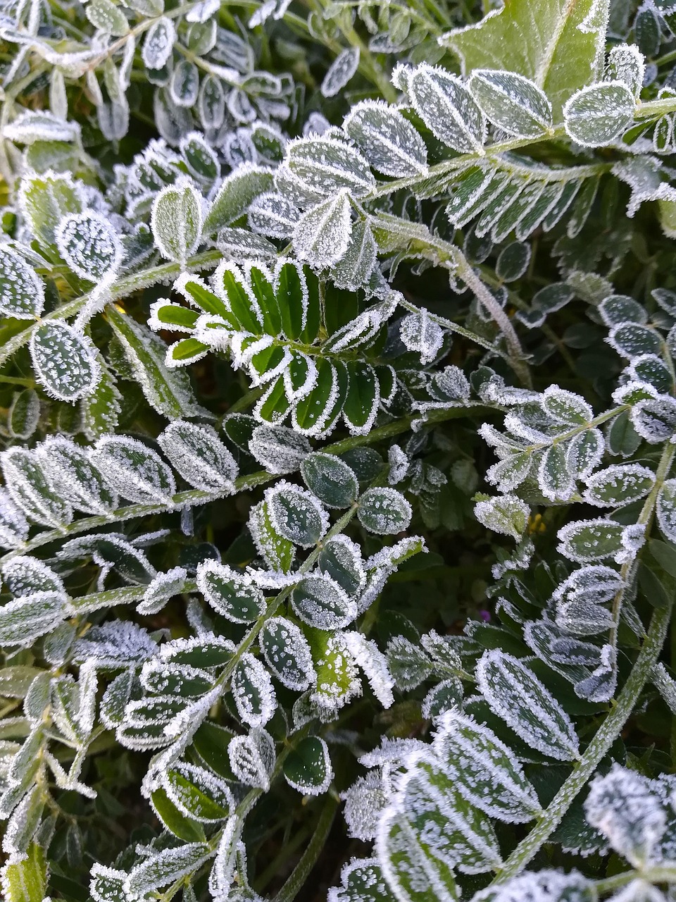 La Nature Frost Glace - Photo gratuite sur Pixabay - Pixabay