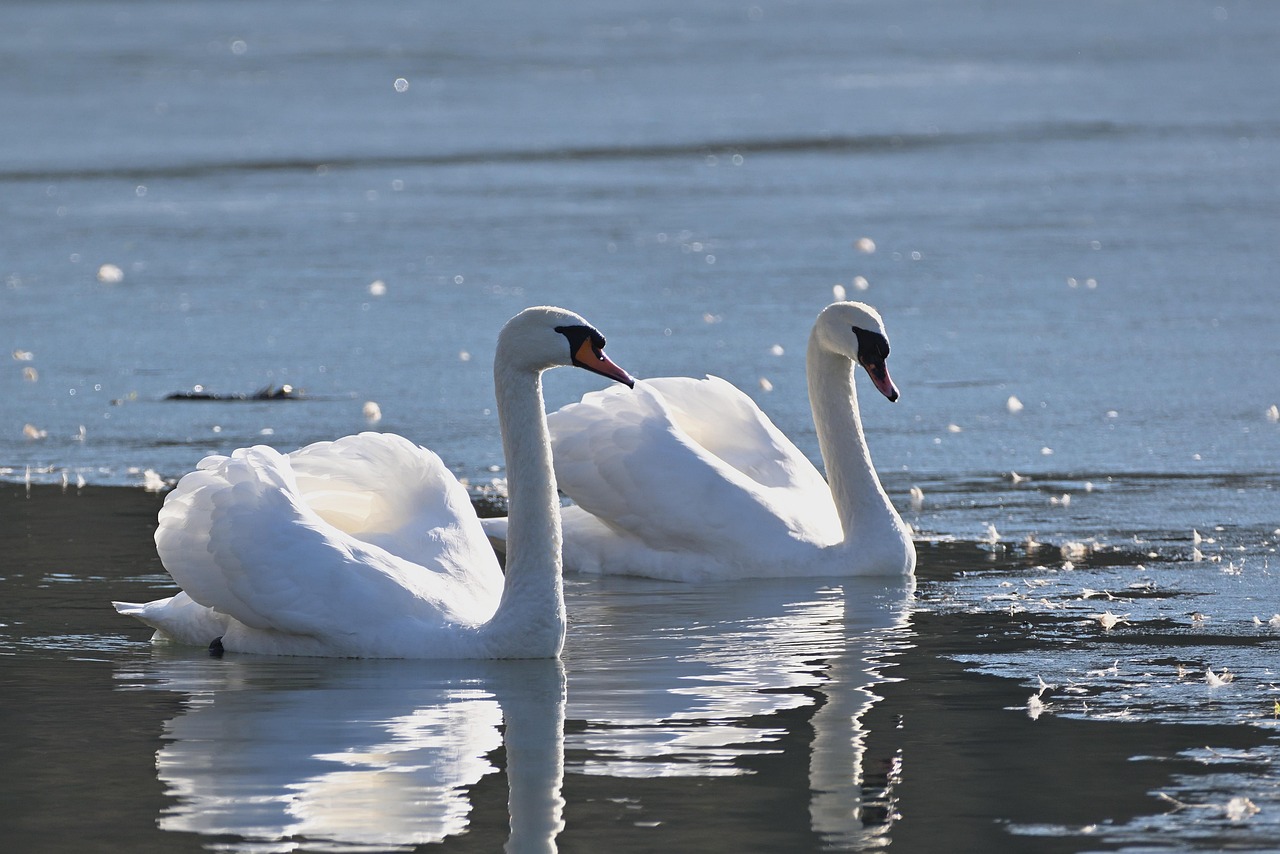 10,000+ Free Swan & Nature Photos - Pixabay