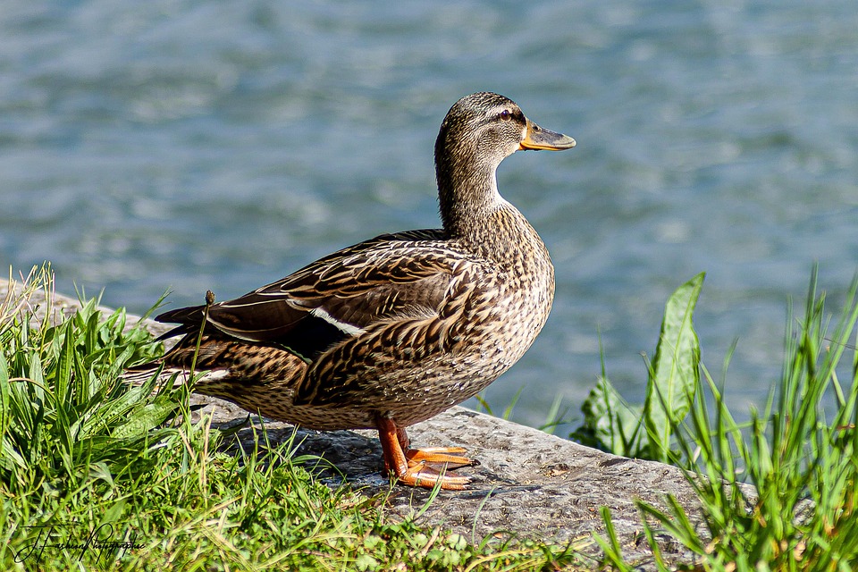Duck Waterfowl Waterbird - Free photo on Pixabay - Pixabay
