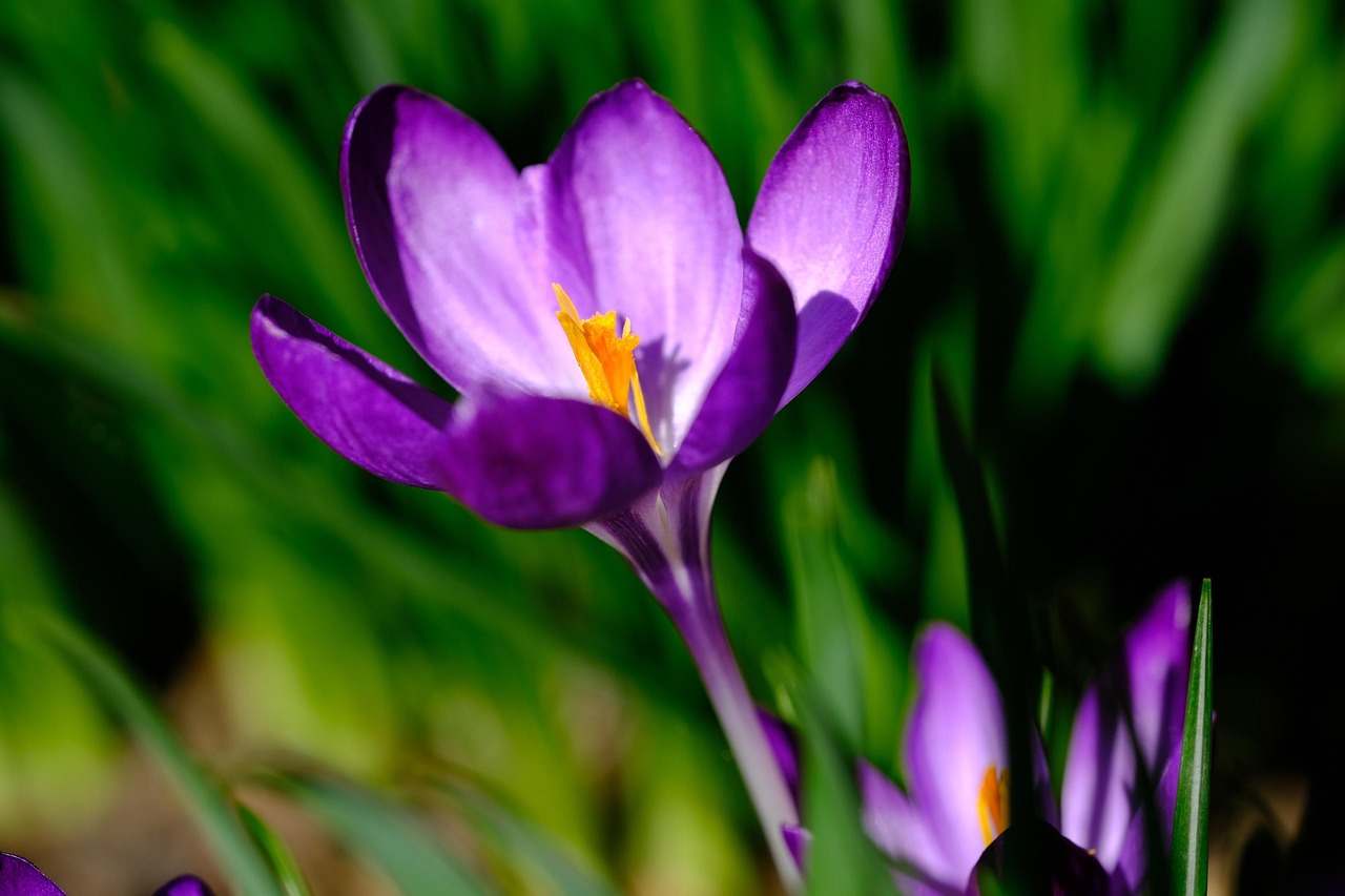 Crocus Ungu Bunga Yang - Foto gratis di Pixabay - Pixabay