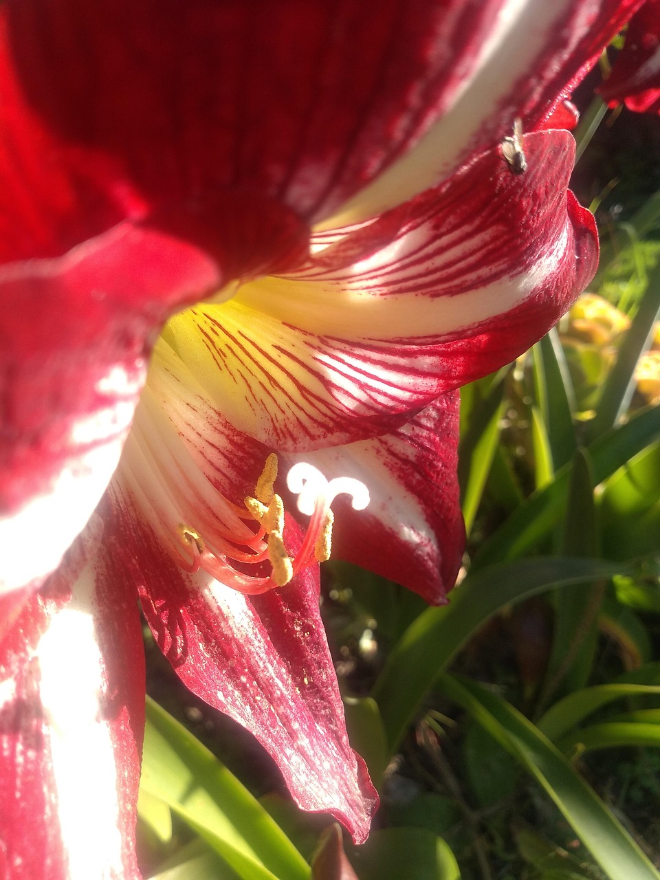 To Flourish Nature Flowers - Free photo on Pixabay - Pixabay