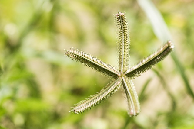 Nature Garden Grass - Free photo on Pixabay