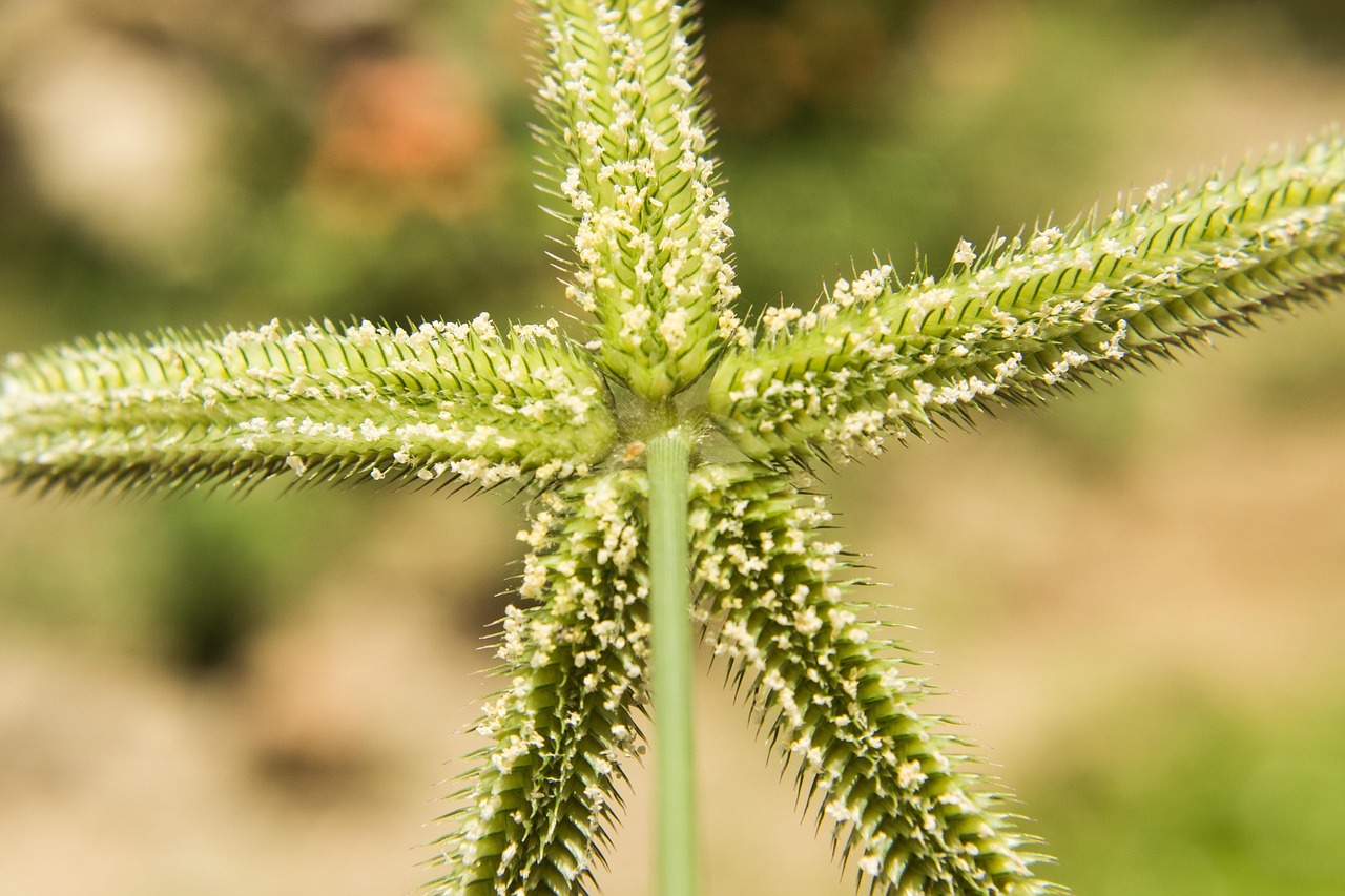 Plantes Nature Vert - Photo gratuite sur Pixabay - Pixabay