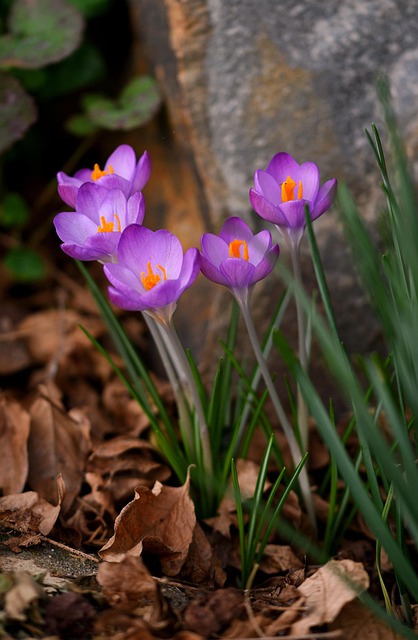 Flores Pétalos Bombillas - Foto gratis en Pixabay - Pixabay