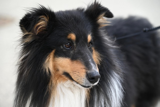 Shetland Sheepdog Pet Dog - Free photo on Pixabay