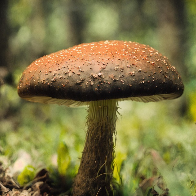 Cogumelo Natureza Floresta - Foto gratuita no Pixabay - Pixabay
