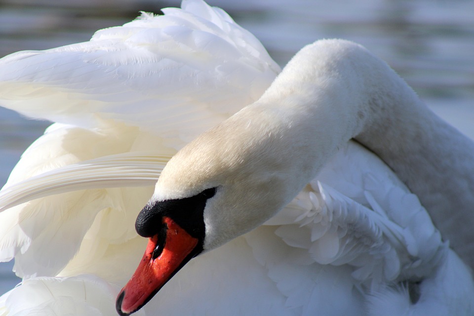 Swan Water Bird Wildlife Hd - Free photo on Pixabay