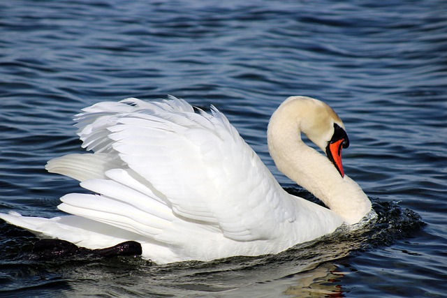 Cisne Lago Fauna Silvestre Ave - Foto gratis en Pixabay - Pixabay