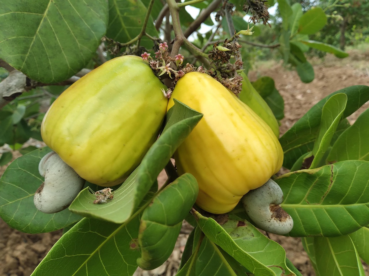 Cashew Obst Reif - Kostenloses Foto auf Pixabay
