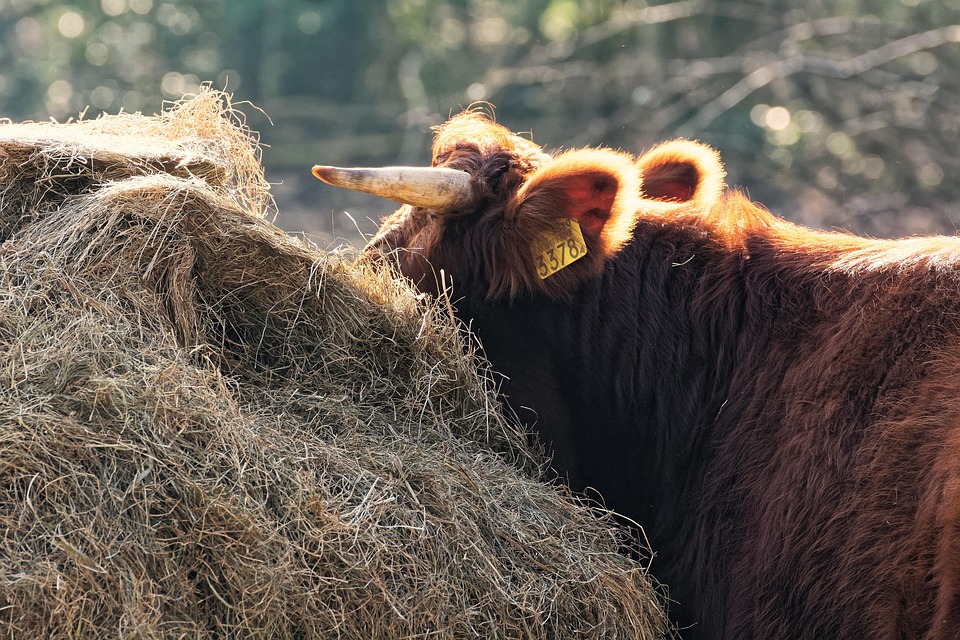 Vache Foins Cacher - Photo gratuite sur Pixabay