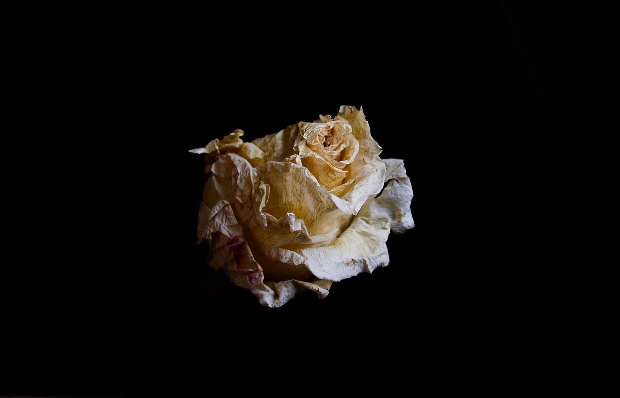 Rose Wilted Flower Dried - Free photo on Pixabay - Pixabay