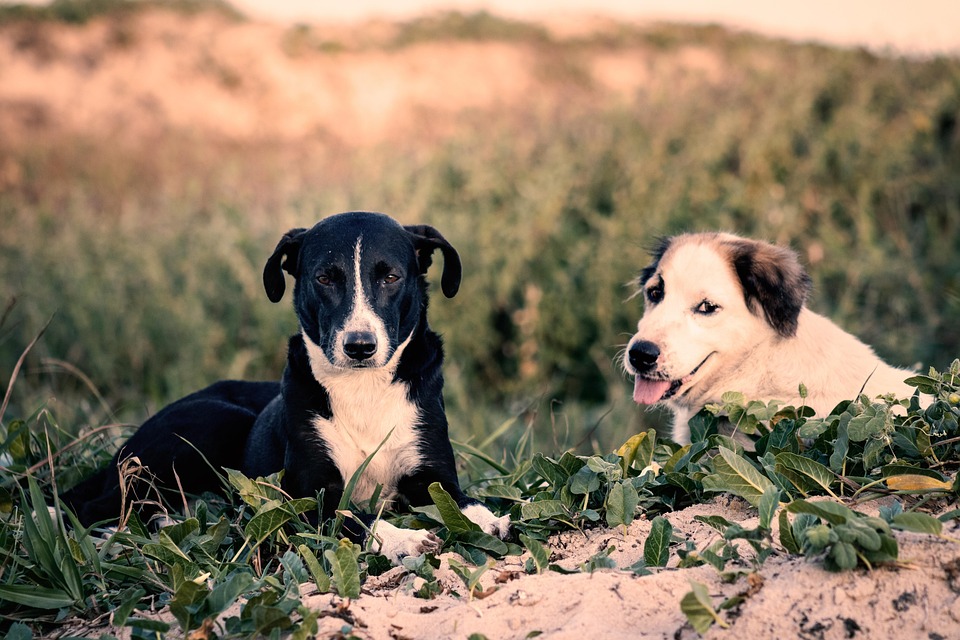 Cachorros Animais De Estimação - Foto gratuita no Pixabay - Pixabay