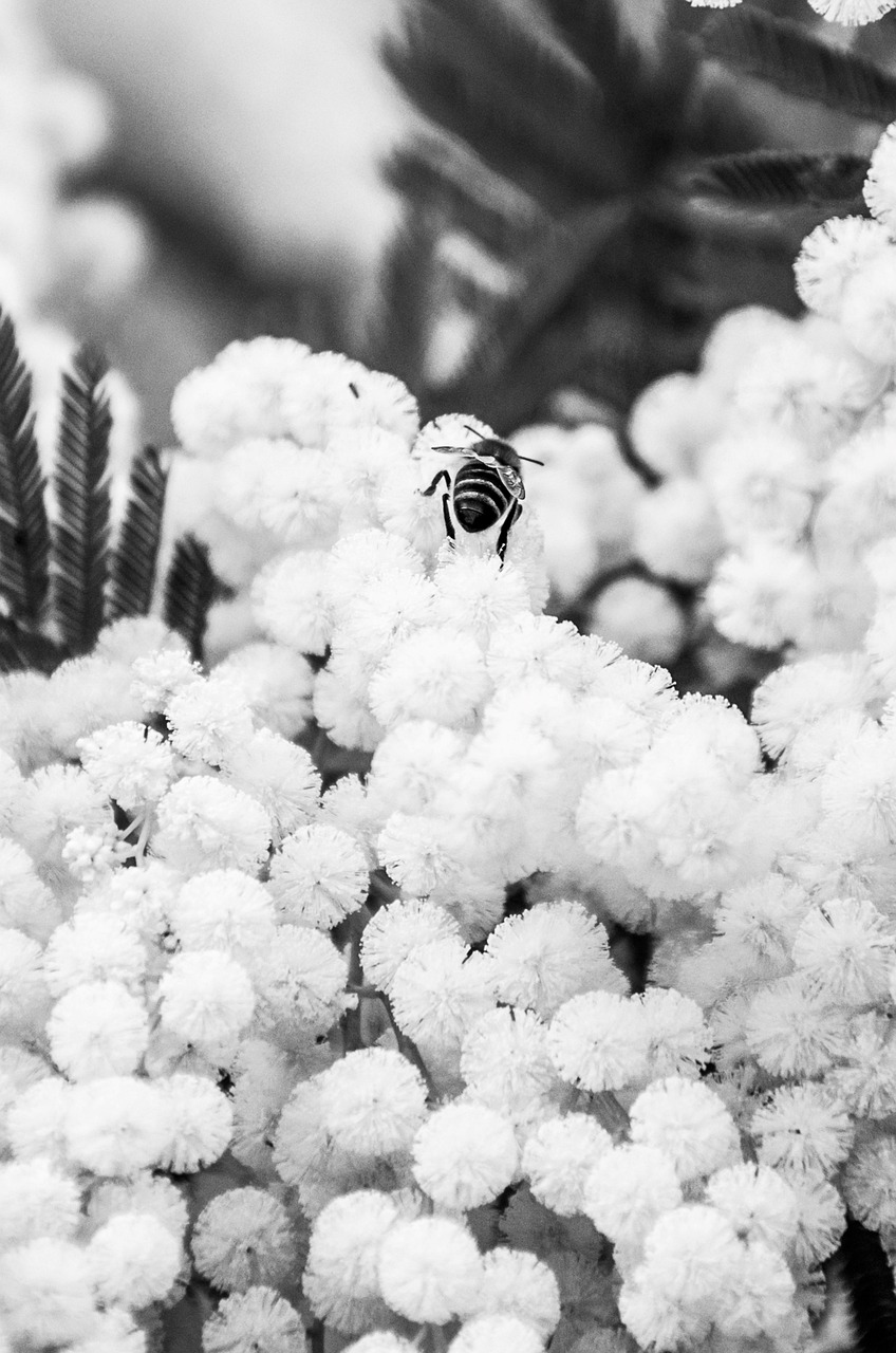 White Flowers Bee Pollination - Free photo on Pixabay - Pixabay