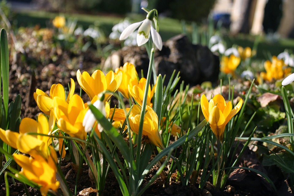 Blumen Krokus Pflanze - Kostenloses Foto auf Pixabay