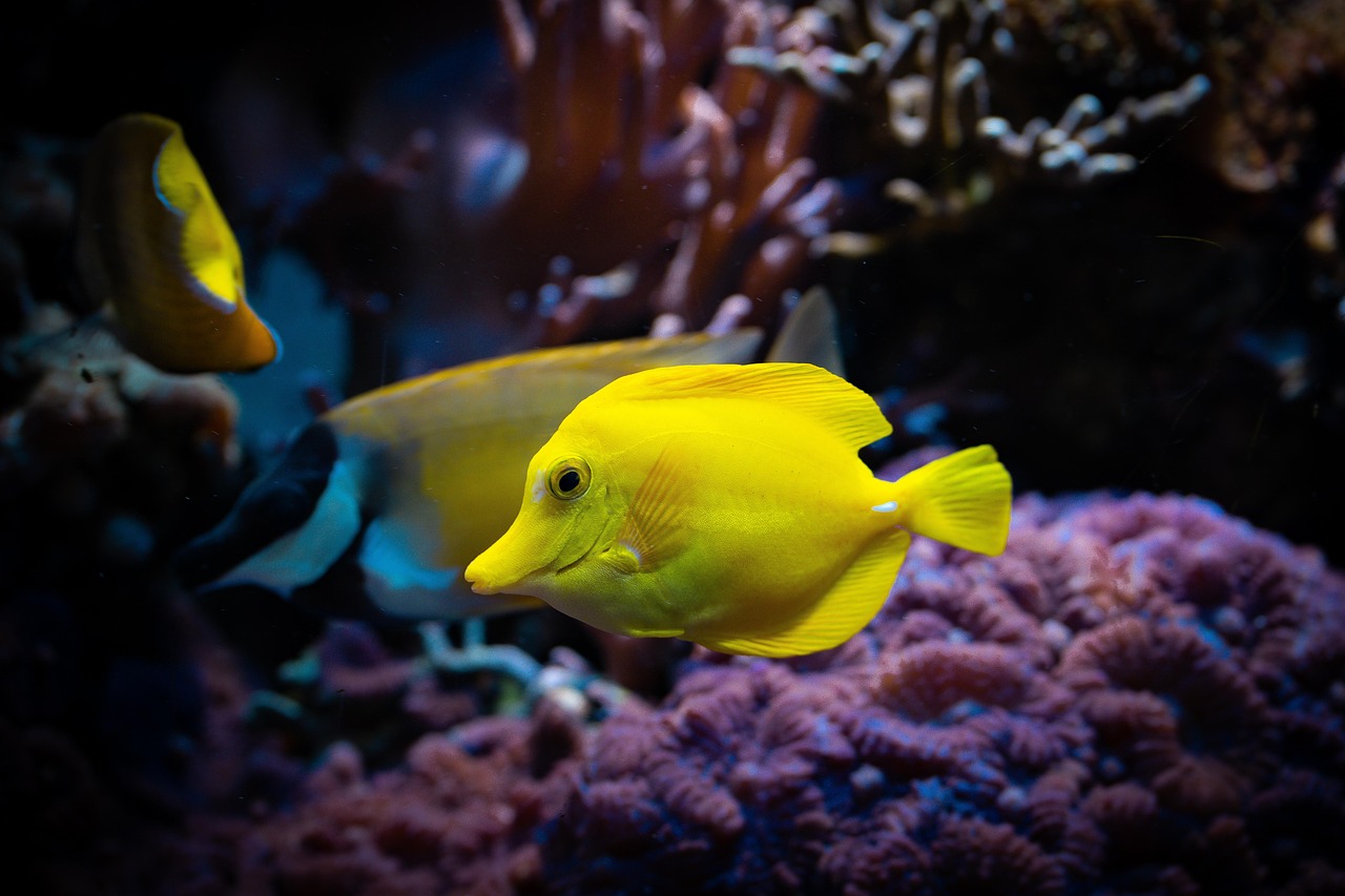 Pez Mar Acuario Animales - Foto gratis en Pixabay - Pixabay