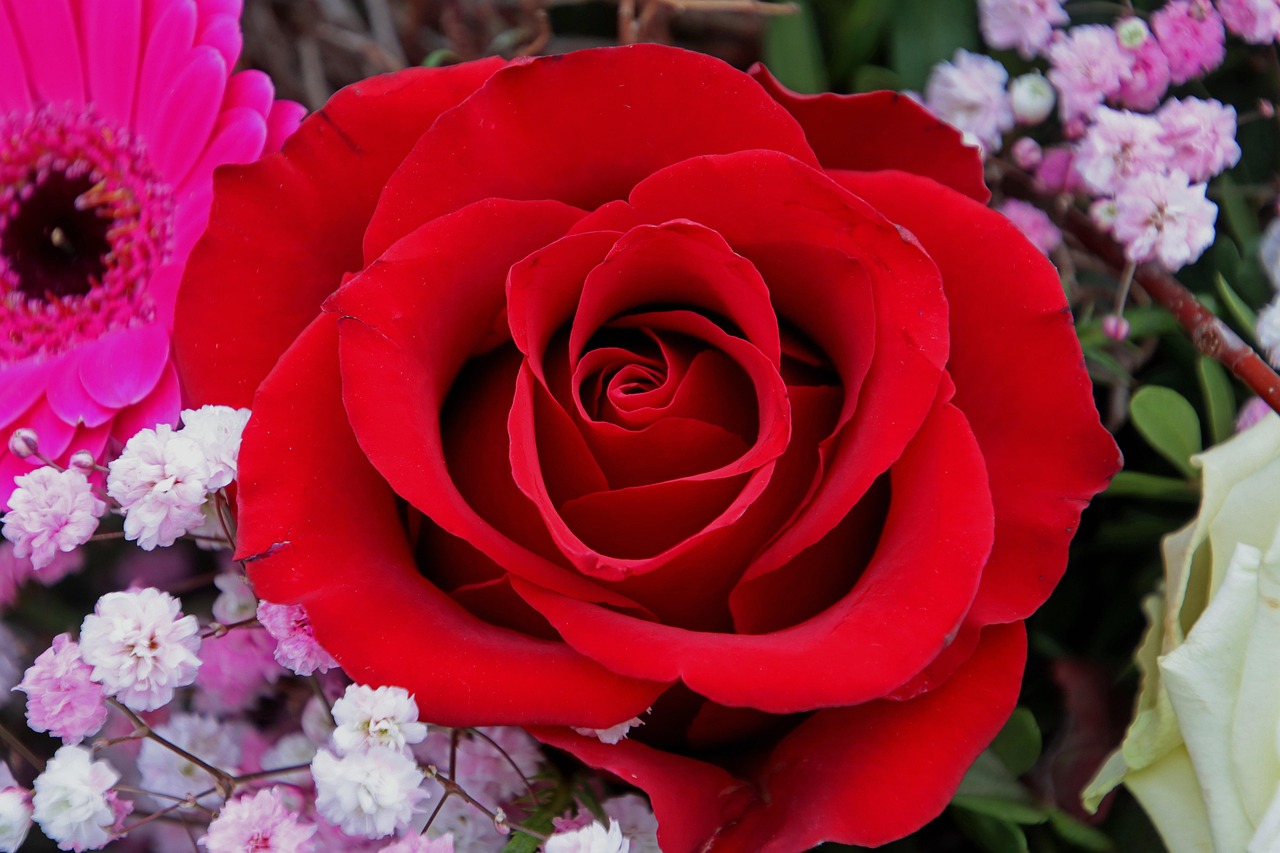 Rose Flower Plant Red - Free photo on Pixabay