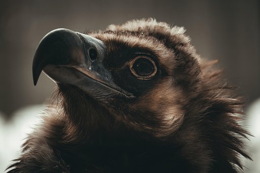 10+ Free Cinereous Vulture & Vulture Images - Pixabay