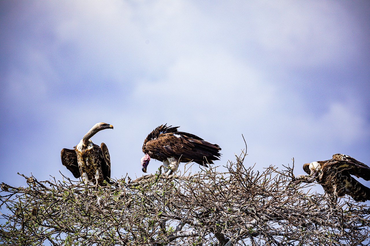 Vultures Birds Wild Animals - Free photo on Pixabay - Pixabay