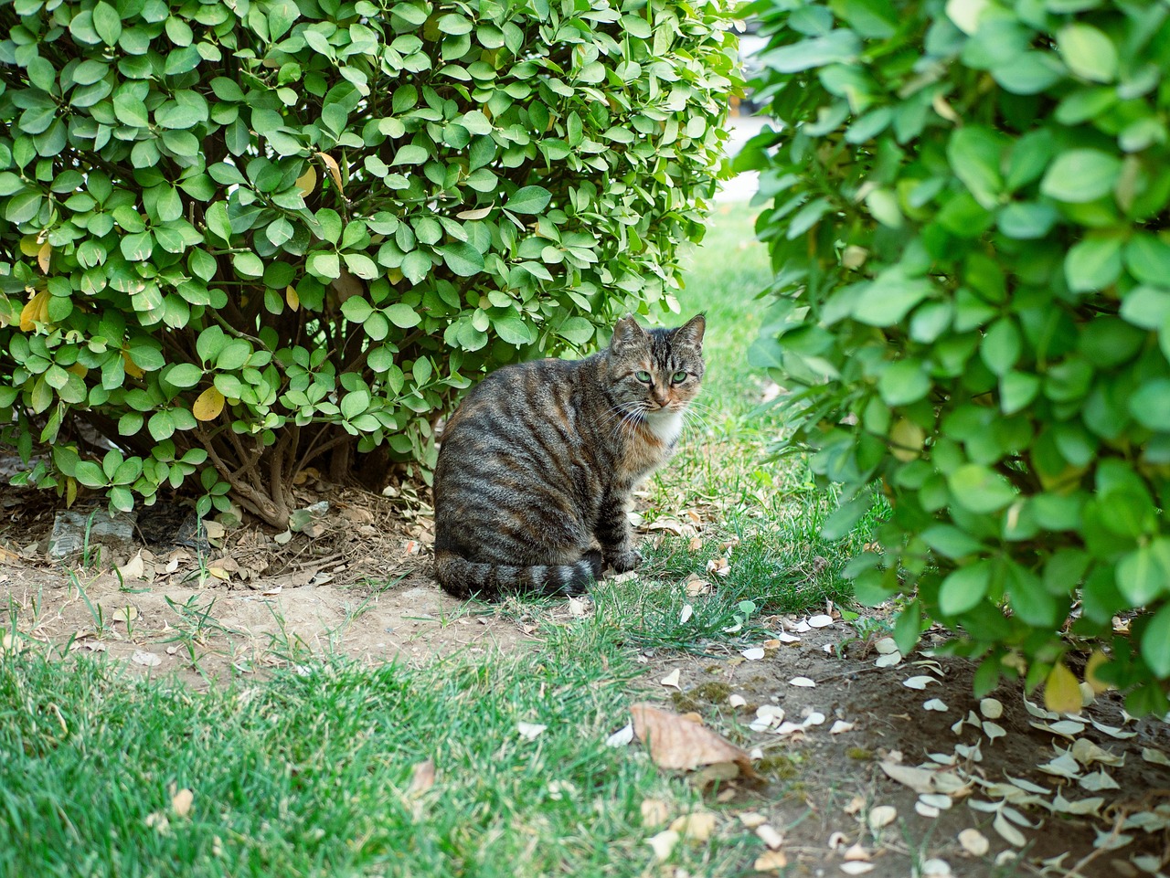 Cat Grass Tabby - Free photo on Pixabay - Pixabay