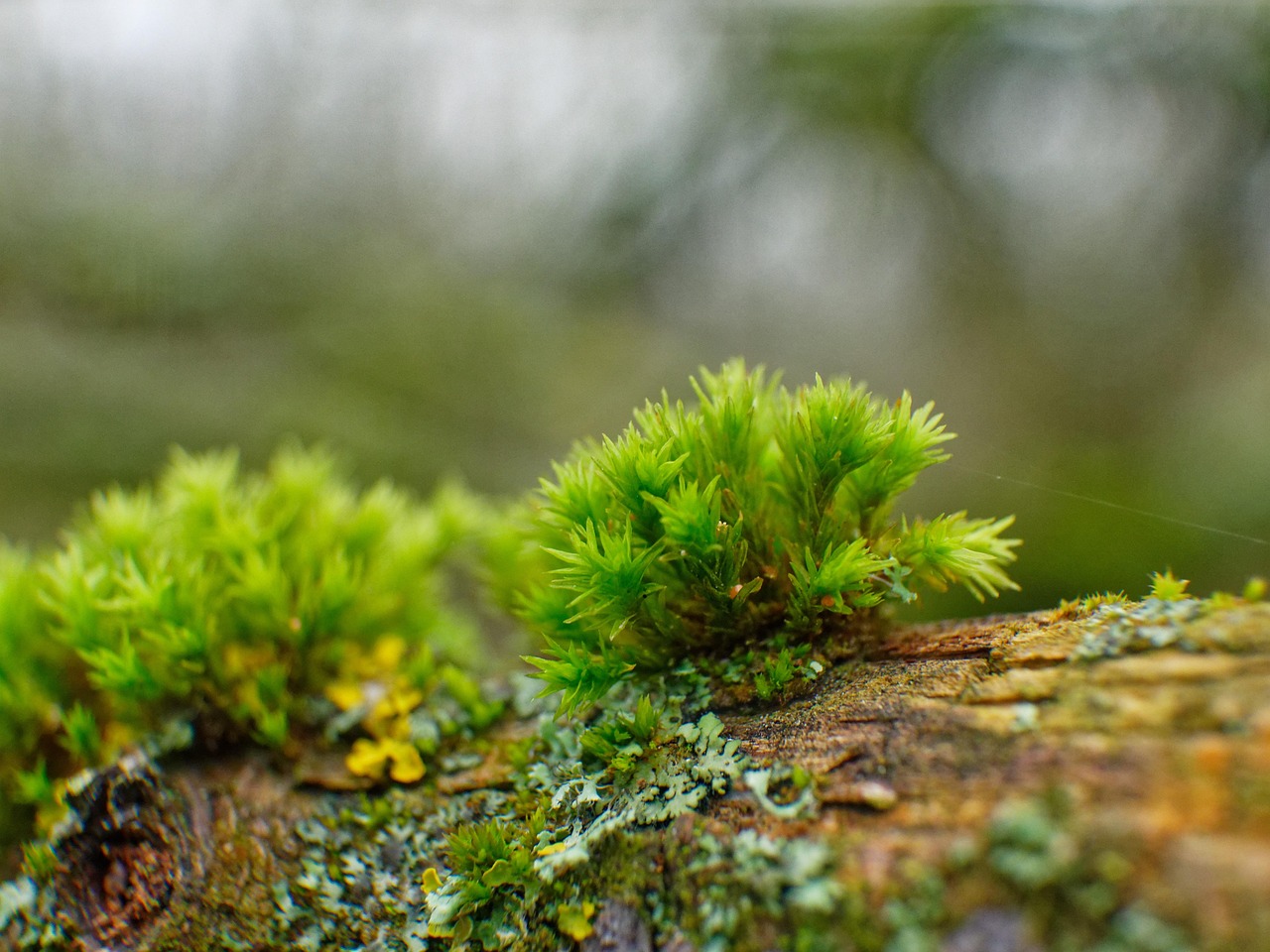 Moss Nature Macto - Free photo on Pixabay - Pixabay