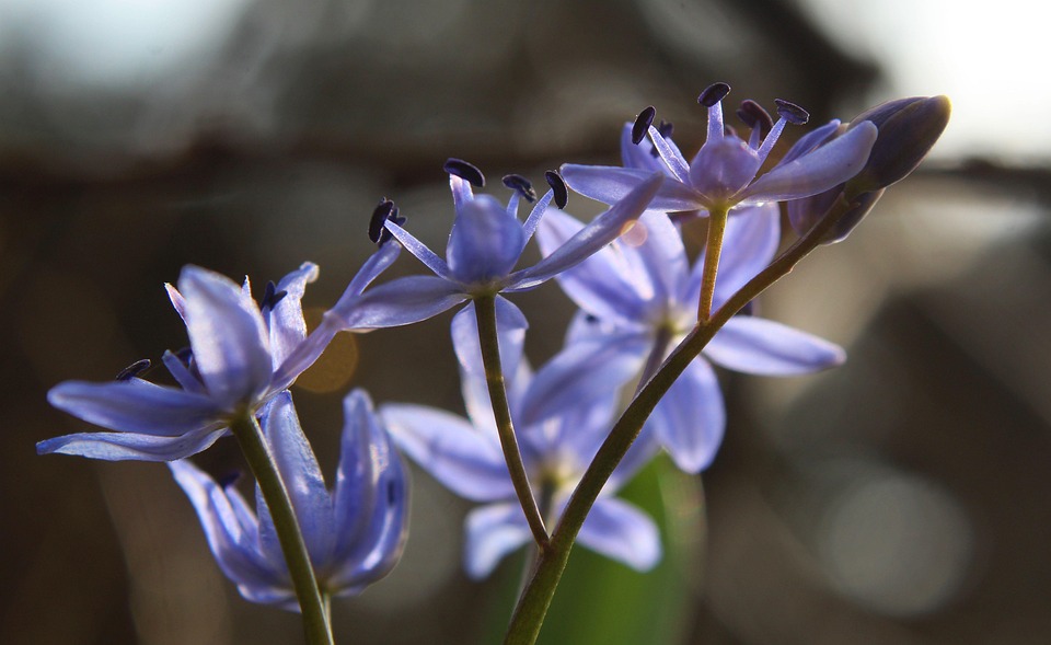Flowers Purple Bloom - Free photo on Pixabay