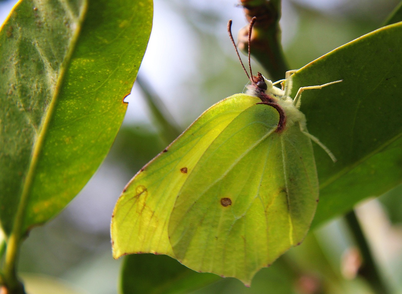Lemon Butterfly Nature Free Photo On Pixabay Pixabay
