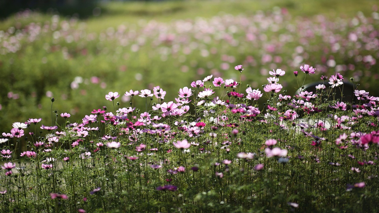 Bunga-Bunga Kosmos Padang Rumput - Foto gratis di Pixabay - Pixabay