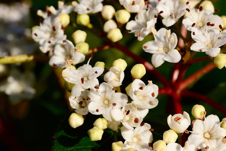 100+ Free Viburnum Flowers & Viburnum Photos - Pixabay