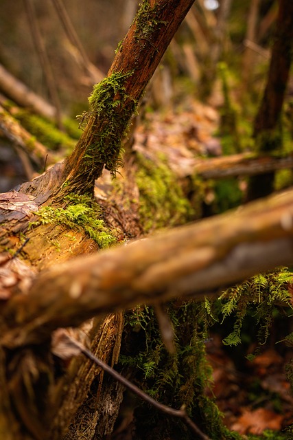 Tronco De Arbol Bosque Sucursales - Foto gratis en Pixabay - Pixabay