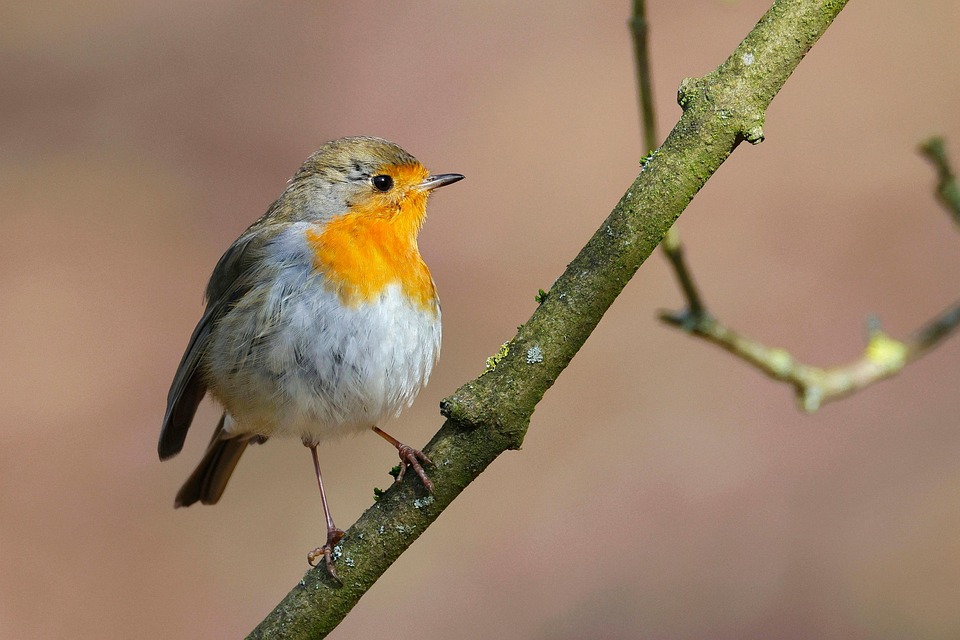 Bird European Robin Perched - Free photo on Pixabay - Pixabay