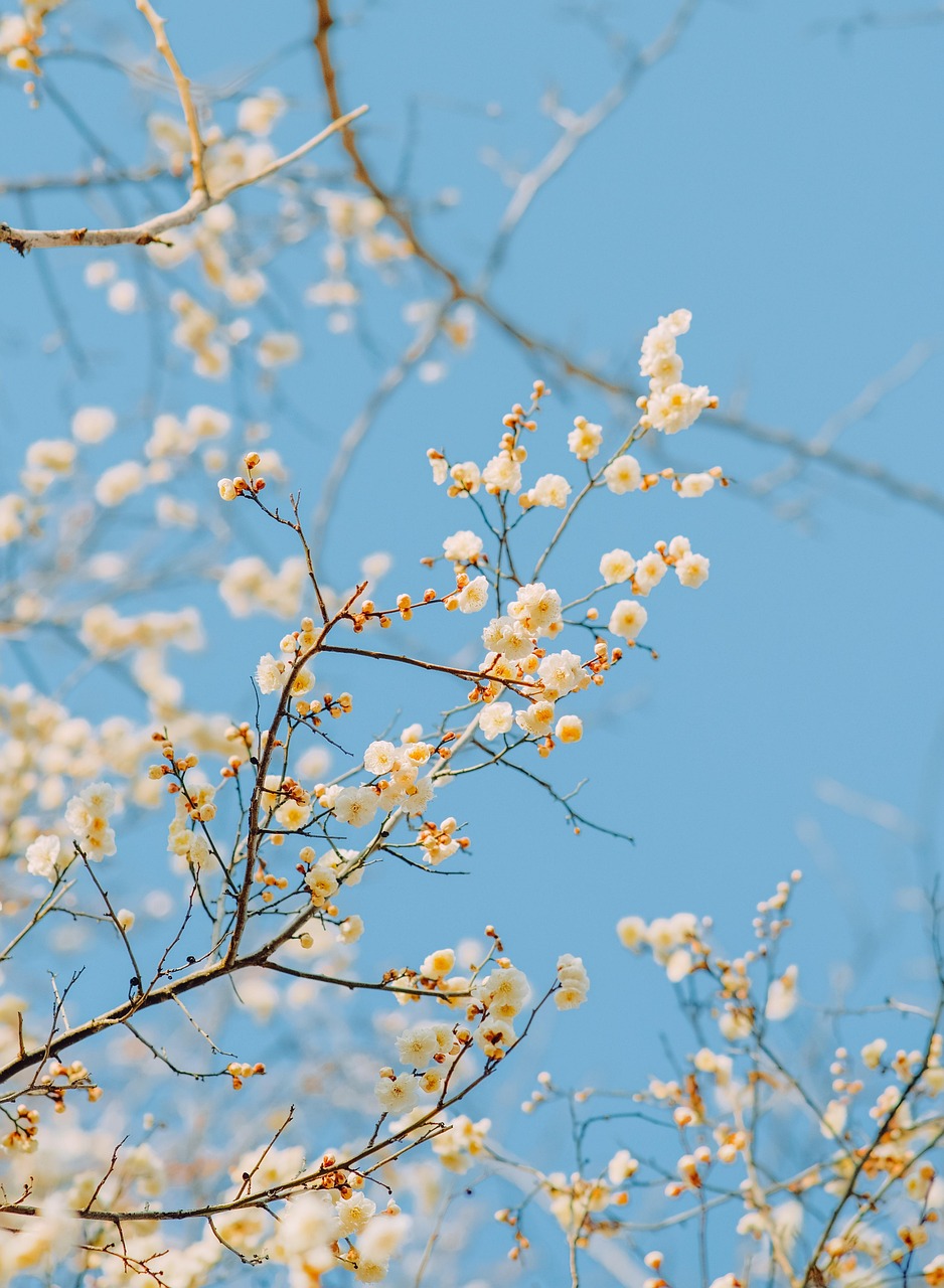 Flowers Bloom Blossom - Free photo on Pixabay