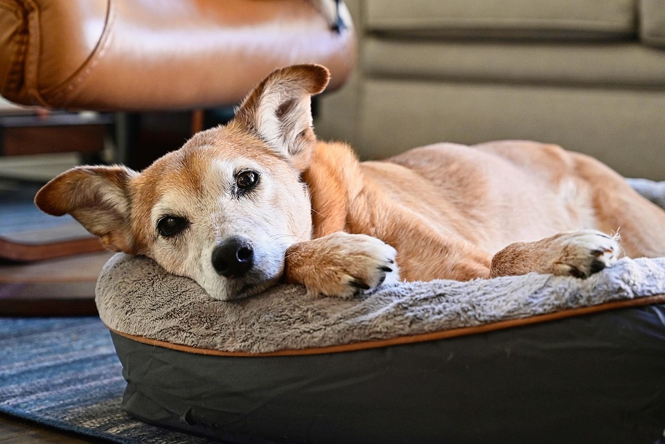 Hund Haustier - Kostenloses Foto auf Pixabay - Pixabay