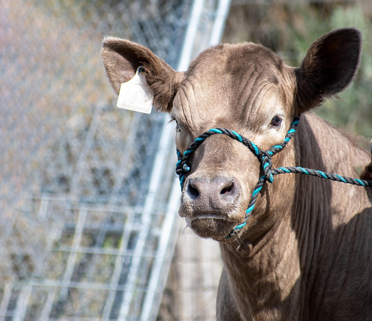 Cow Cattle Farm - Free photo on Pixabay - Pixabay