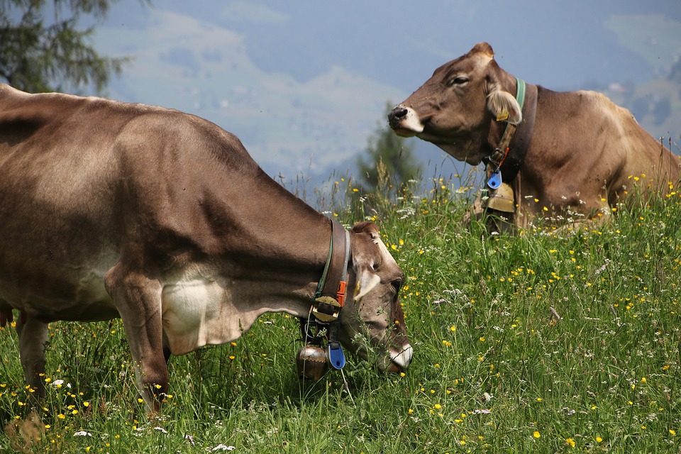 Cows Alps Meadow - Free photo on Pixabay